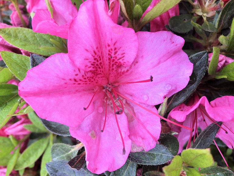 Azalea Renee Michelle - Stadler Nurseries