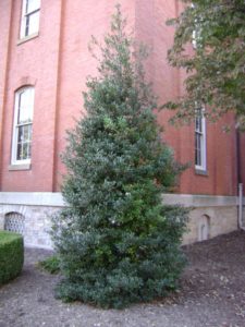 Holly Foster - Stadler Nurseries