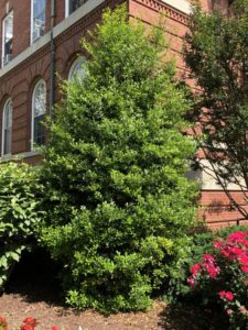 Holly Foster - Stadler Nurseries