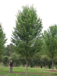 Elm Princeton - Stadler Nurseries