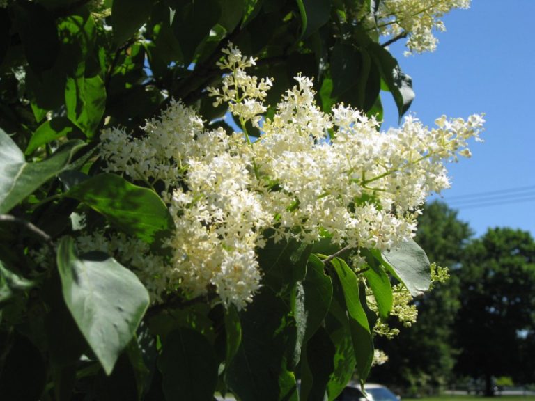 Lilac Ivory Silk - Stadler Nurseries