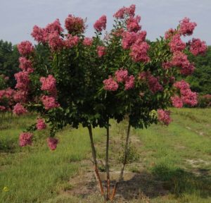 Crape Myrtle Miami - Stadler Nurseries