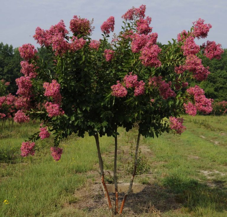 Crape Myrtle Miami - Stadler Nurseries