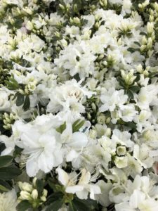 Azalea Delaware Valley White - Stadler Nurseries