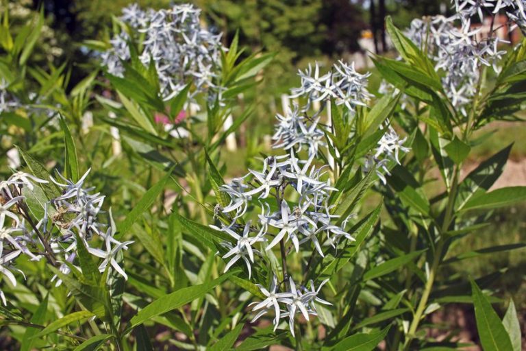 Blue Star Blue Ice - Stadler Nurseries