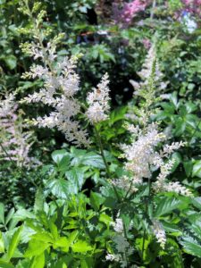 Astilbe Snowdrift - Stadler Nurseries