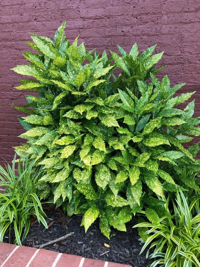 Aucuba Variegated - Stadler Nurseries