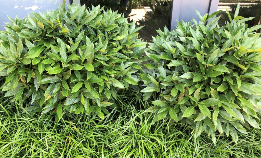 Aucuba Green - Stadler Nurseries