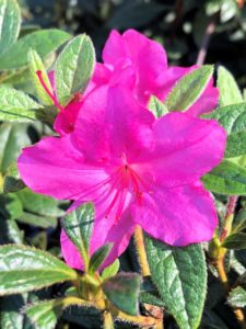 Azalea Encore® Autumn Amethyst® - Stadler Nurseries