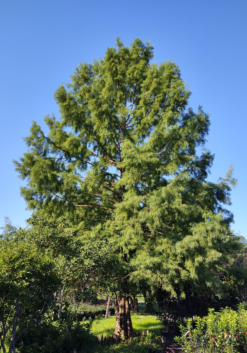 Buy Bald Cypress Trees Online Stadler Nurseries Buy Bald Cypress Trees Online Stadler Nurseries