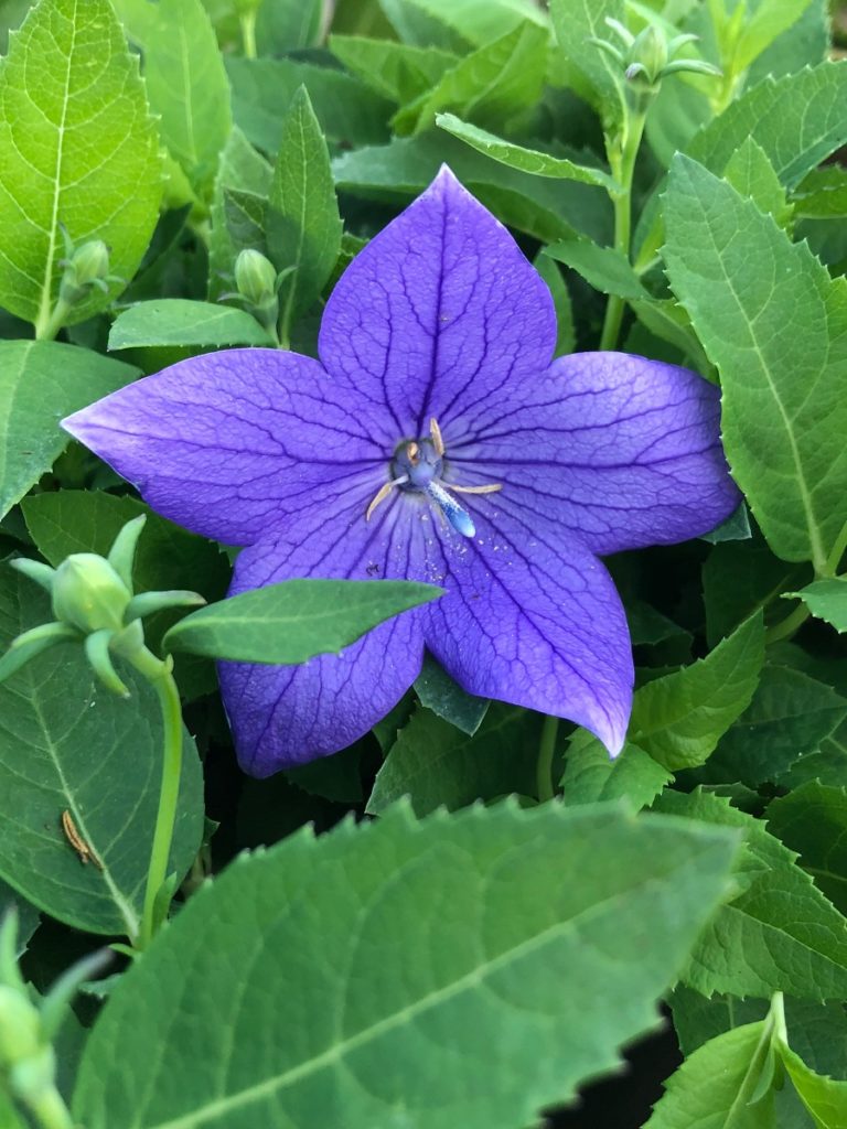 Balloon Flower Sentimental Blue - Stadler Nurseries