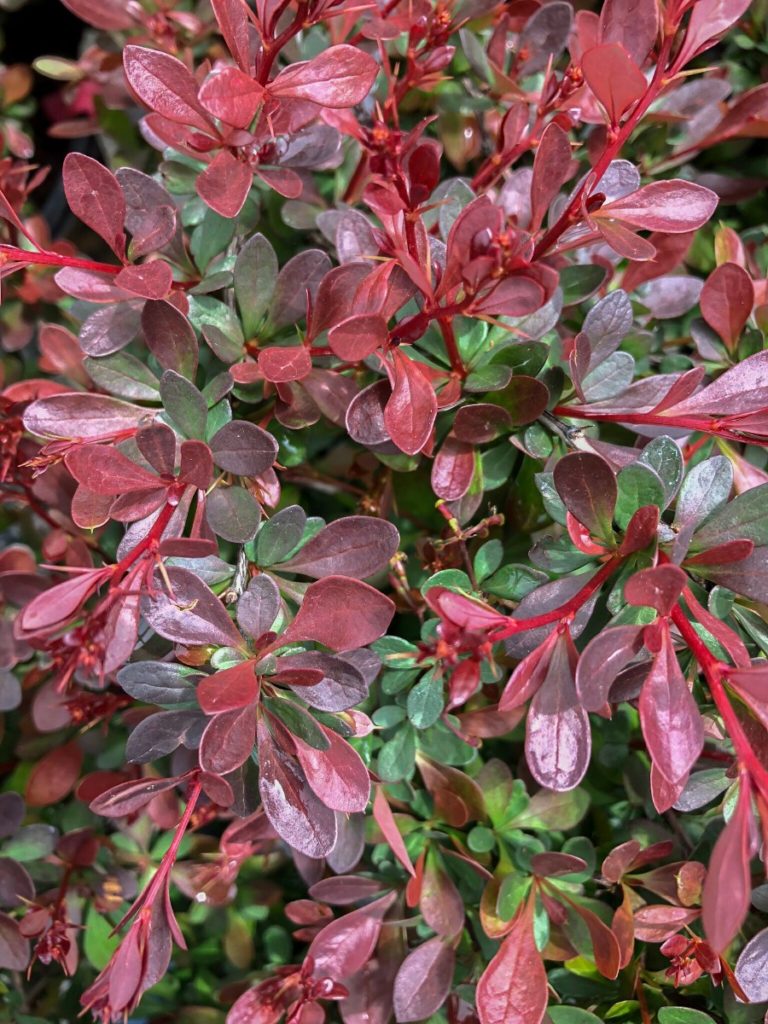 Barberry Crimson Pygmy - Stadler Nurseries