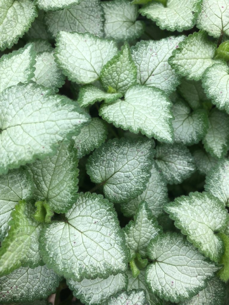 Lamium Beacon Silver - Stadler Nurseries
