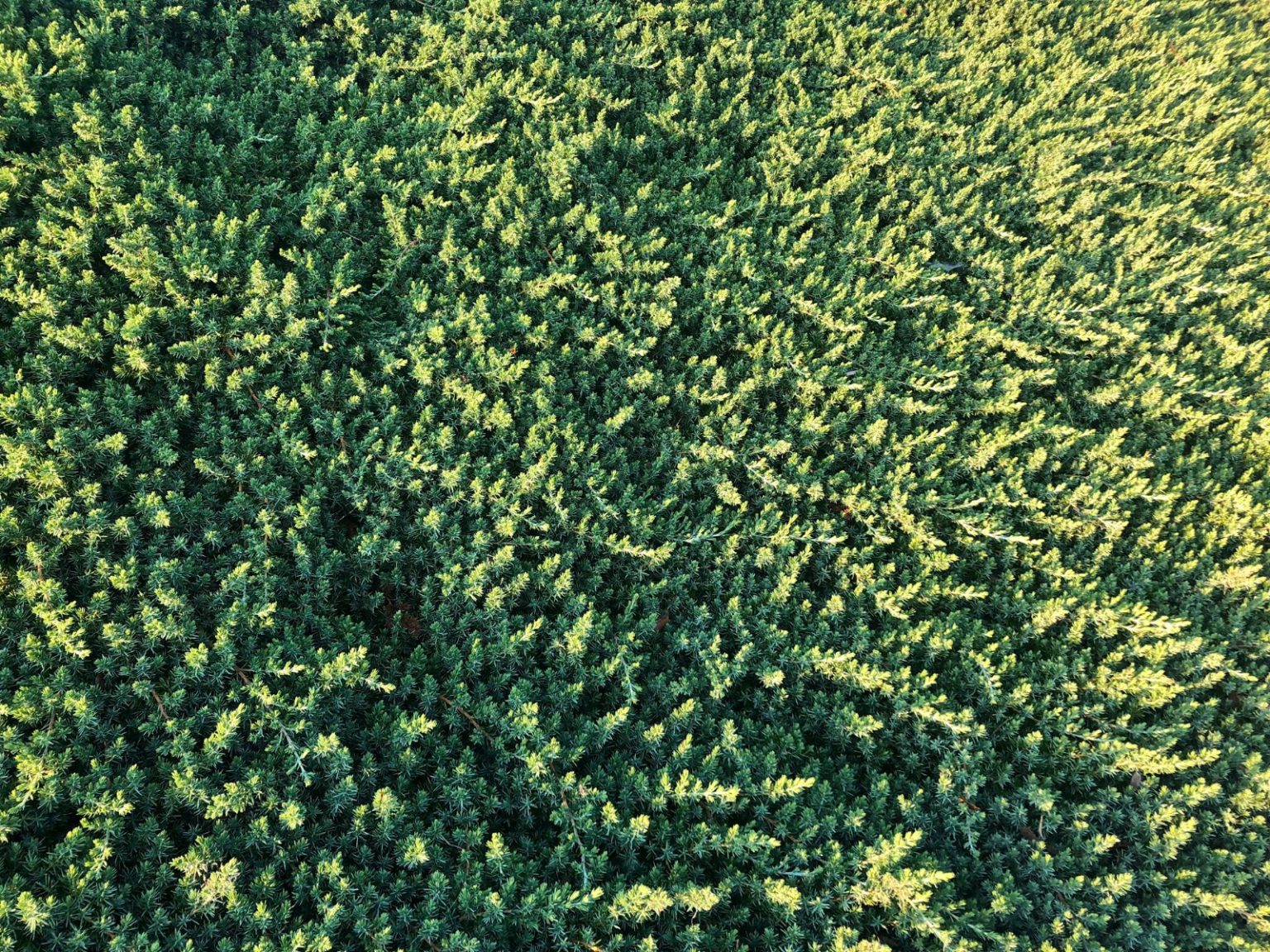 Juniper Blue Pacific - Stadler Nurseries