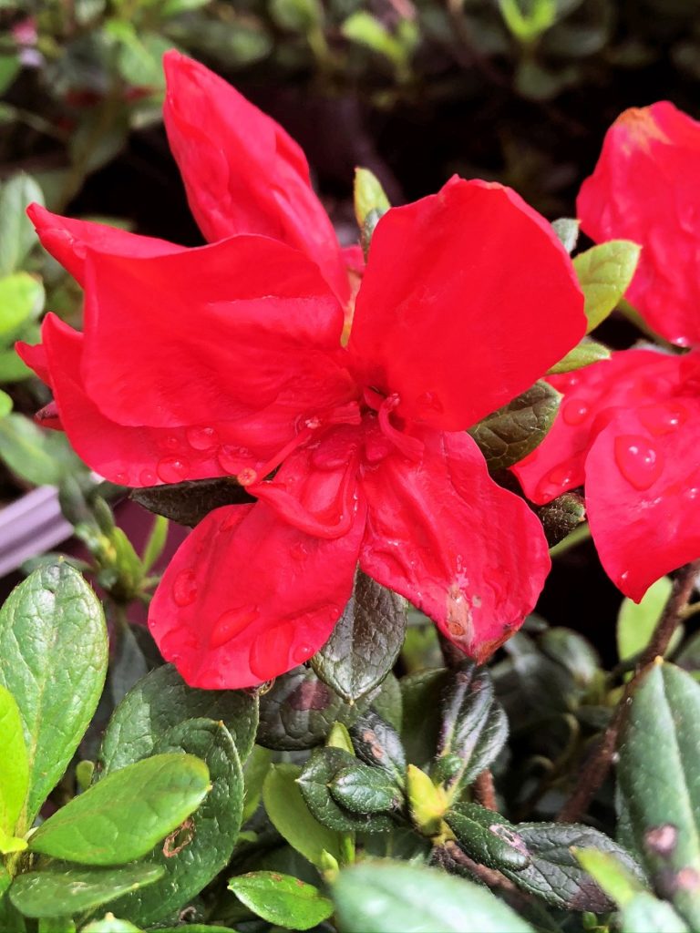 Azalea Encore® Autumn Bonfire™ - Stadler Nurseries