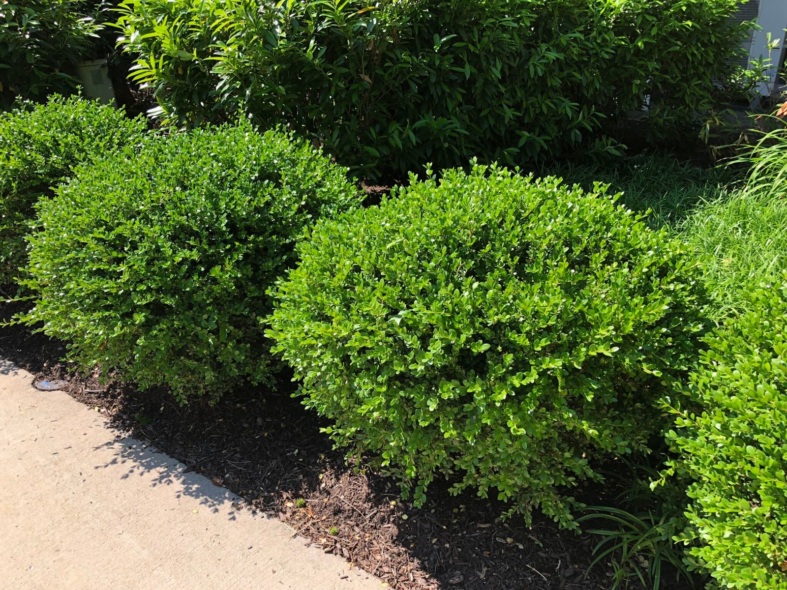 Boxwood Shrub