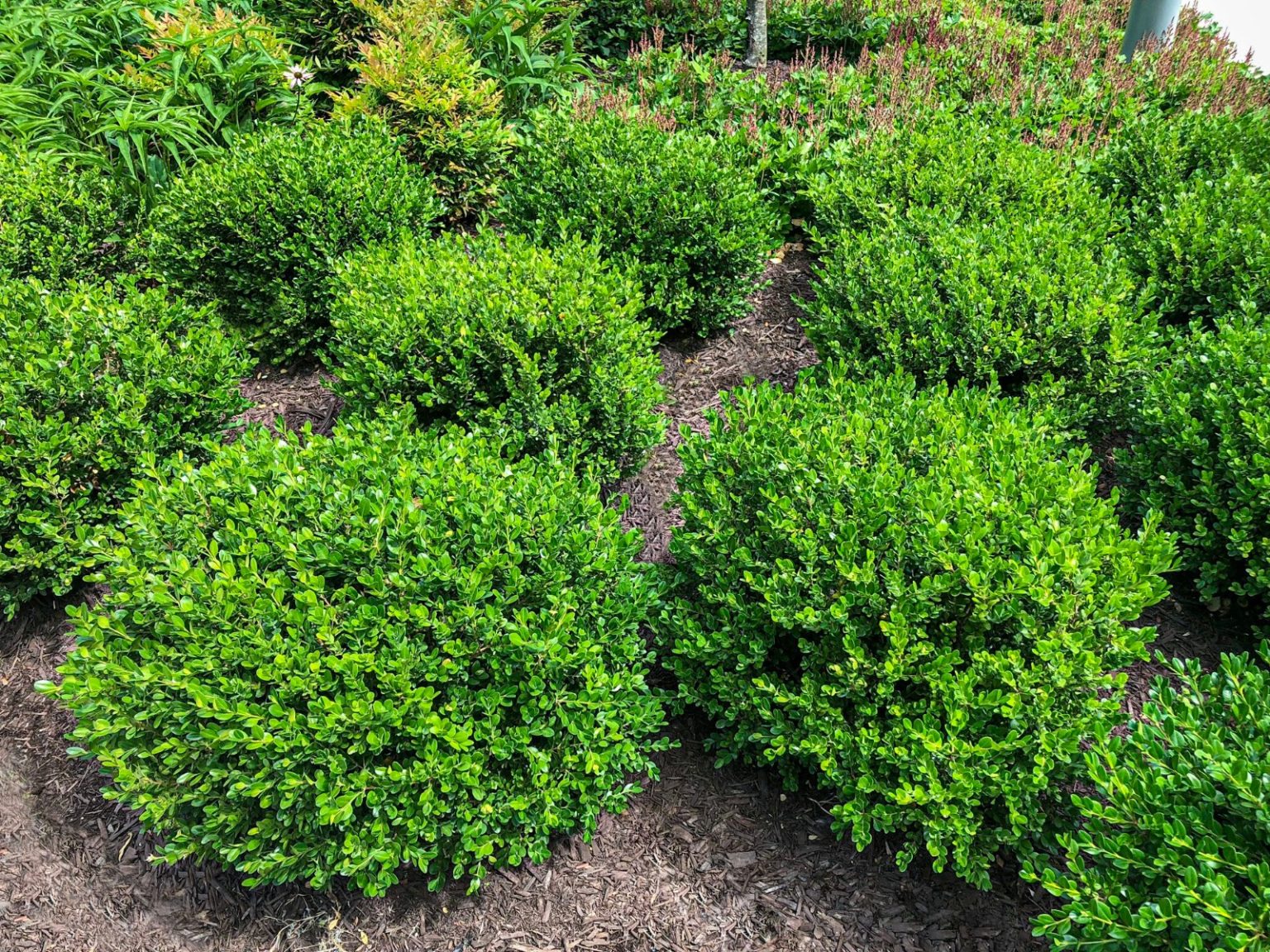 Boxwood Winter Gem - Stadler Nurseries