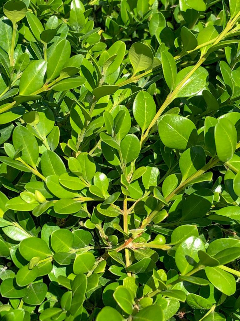 Boxwood Winter Gem - Stadler Nurseries