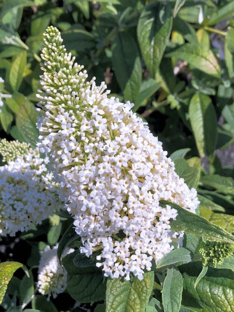 Butterfly Bush Pugster White® - Stadler Nurseries