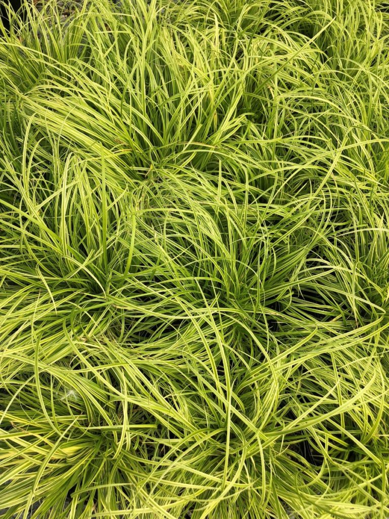Sedge Gold Fountains - Stadler Nurseries