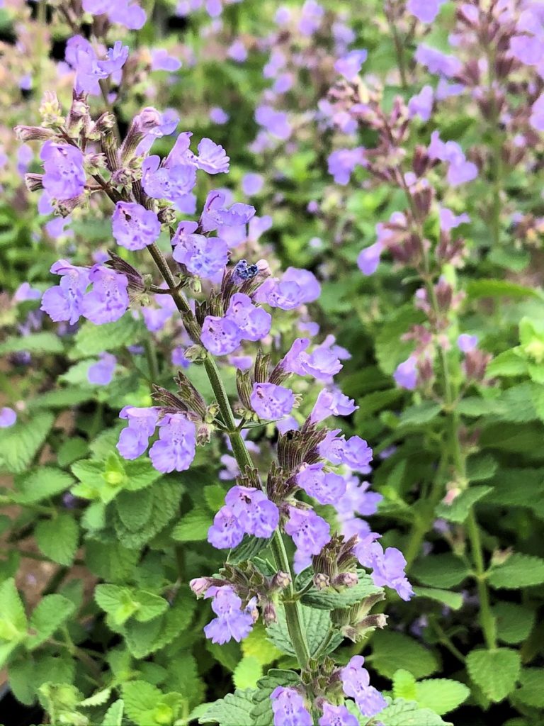 Catmint Cat's Pajamas - Stadler Nurseries