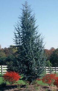 Cedar Blue Atlas - Stadler Nurseries