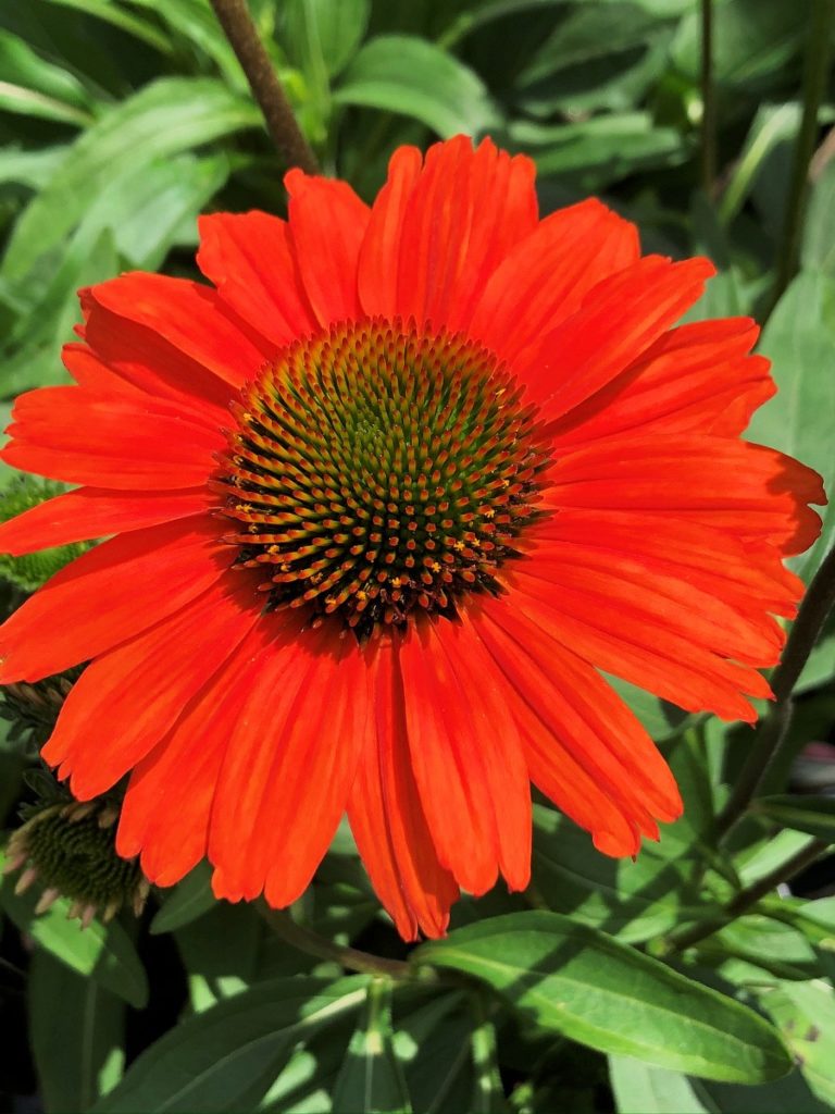 Coneflower KISMET® Intense Orange - Stadler Nurseries