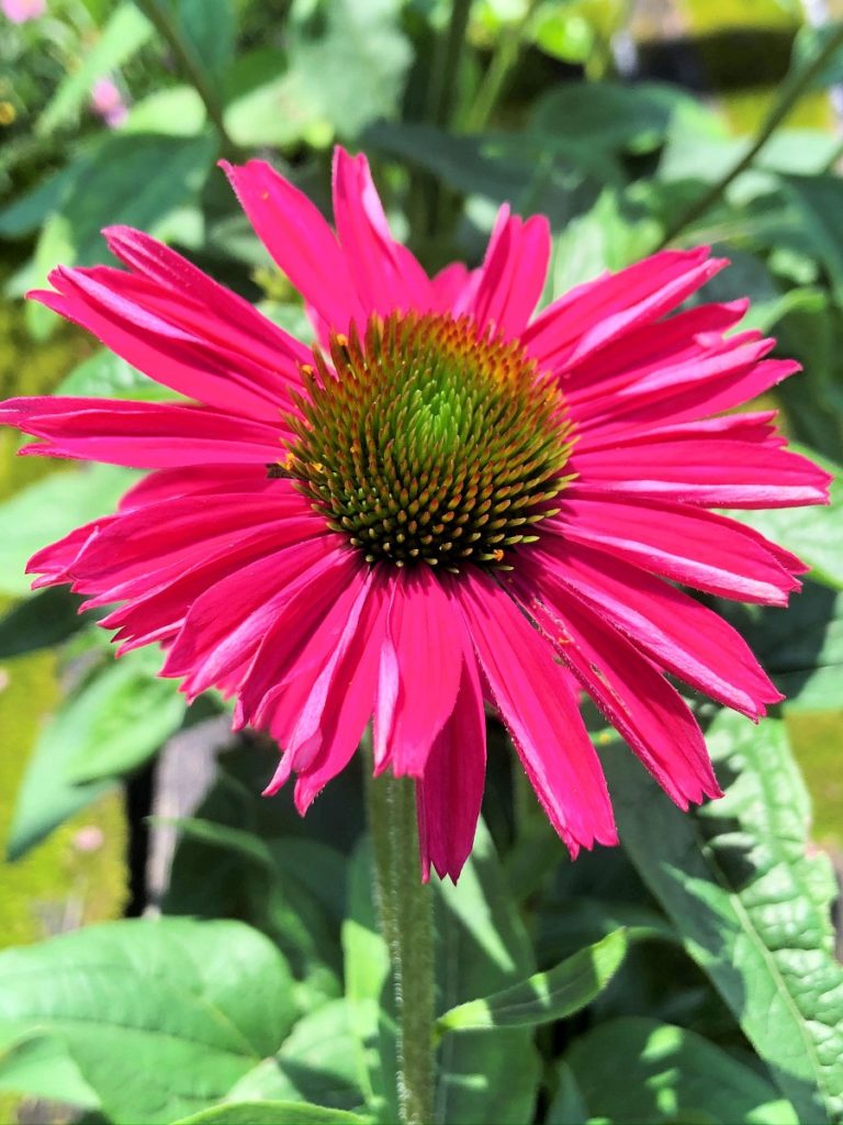 Coneflower KISMET® Raspberry - Stadler Nurseries