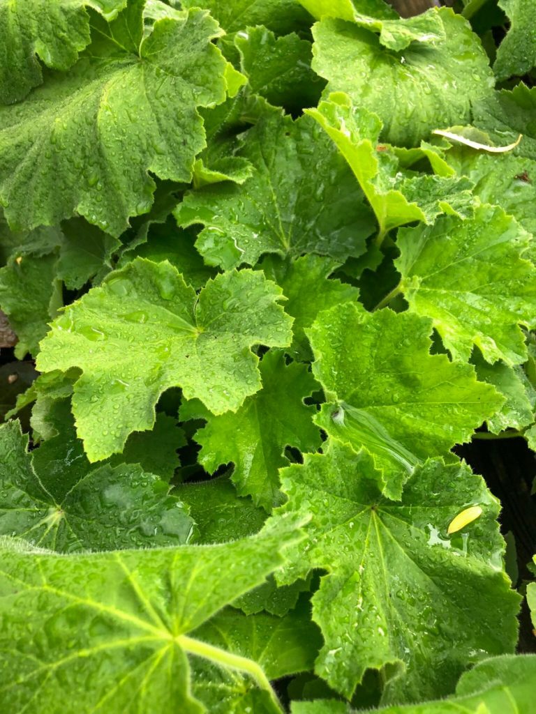 Coral Bells Autumn Bride - Stadler Nurseries