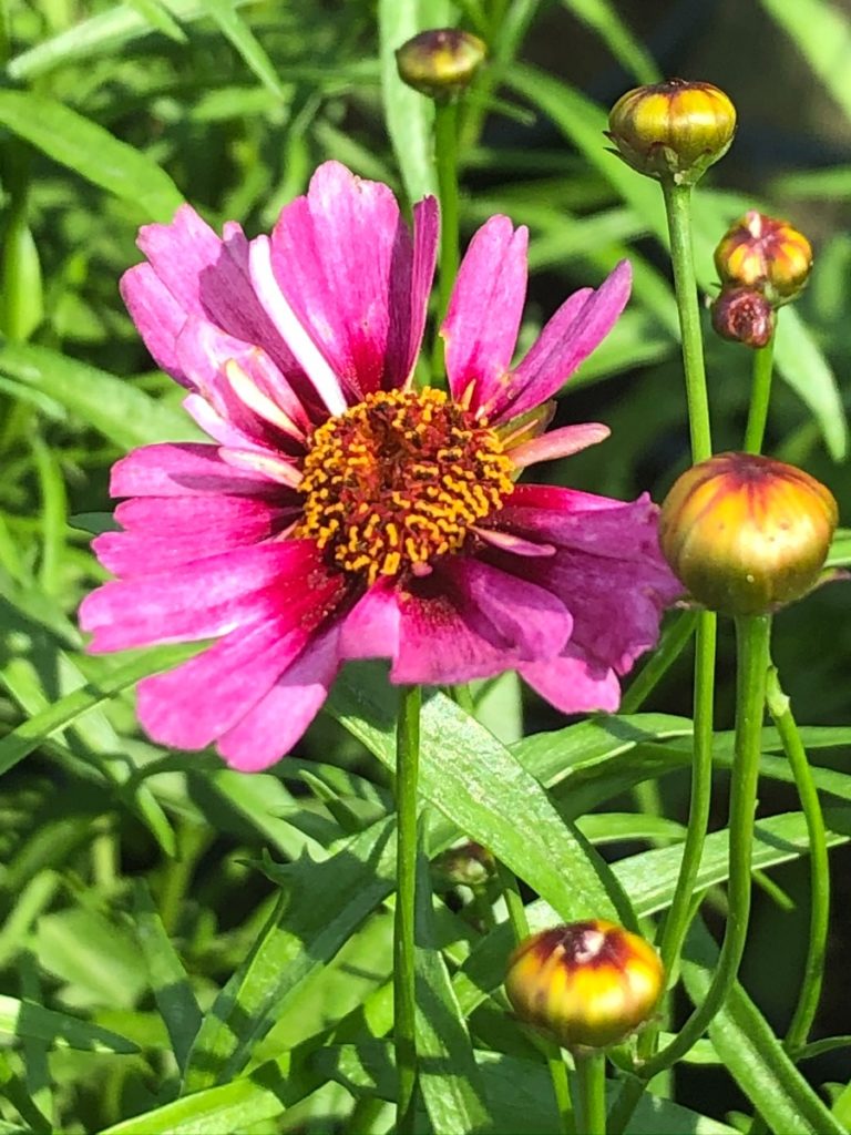 Coreopsis Hardy Jewel™ Garnet - Stadler Nurseries