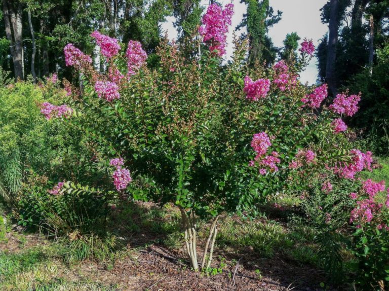 Crape Myrtle Hopi - Stadler Nurseries