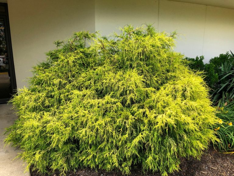 Cypress King's Gold - Stadler Nurseries