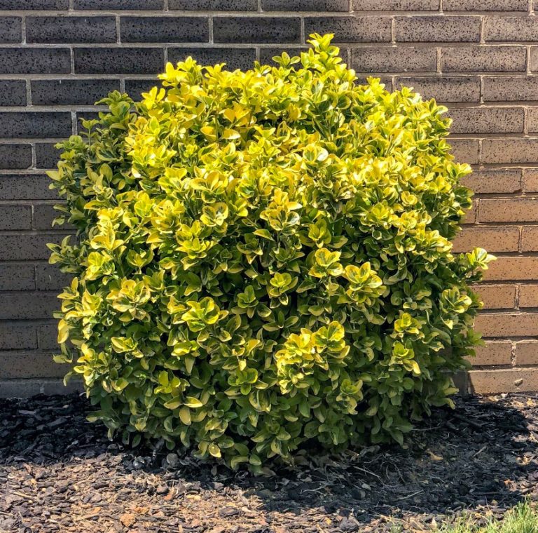 Euonymus Golden - Stadler Nurseries