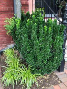 Euonymus Greenspire - Stadler Nurseries