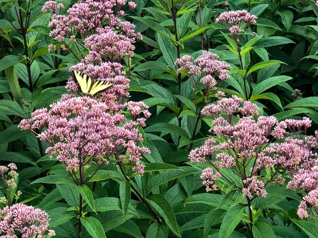Joe Pye Weed Little Joe - Stadler Nurseries