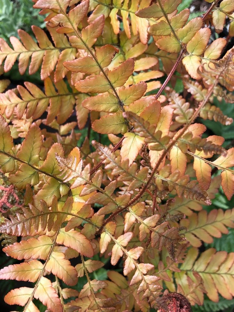Fern Autumn Brilliance - Stadler Nurseries