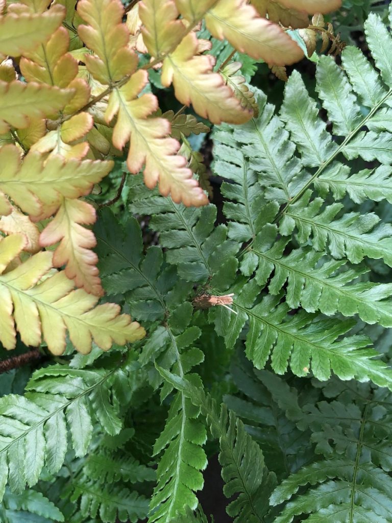 Fern Autumn Brilliance - Stadler Nurseries