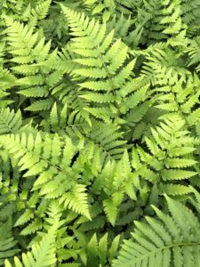 Fern Dixie Wood - Stadler Nurseries