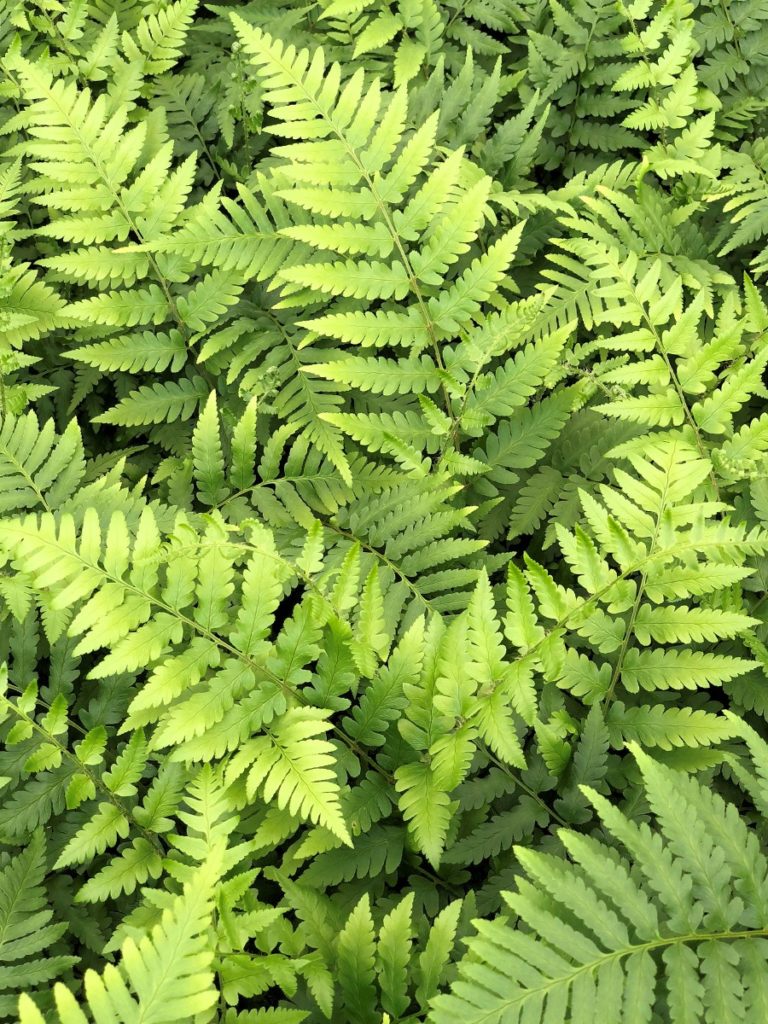 Fern Dixie Wood - Stadler Nurseries
