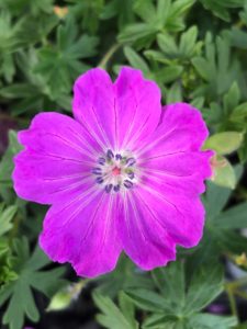 Geranium Max Frei - Stadler Nurseries