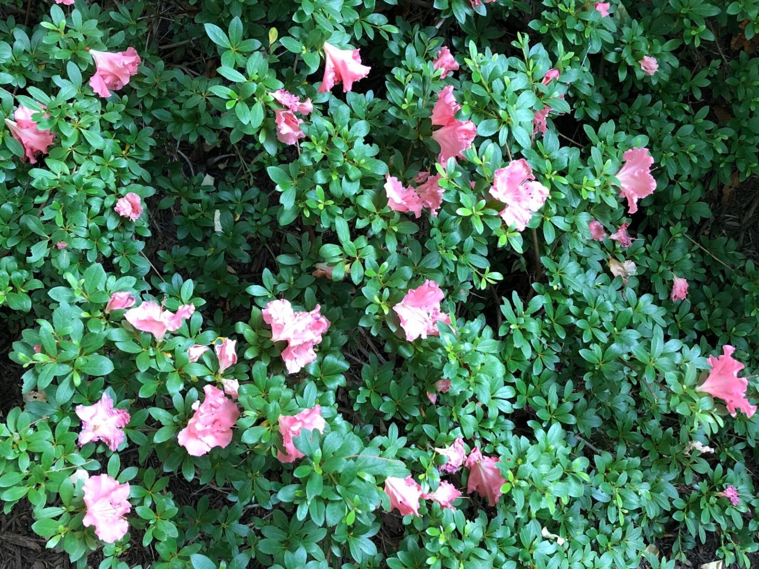 Azalea Satsuki Gumpo Pink - Stadler Nurseries