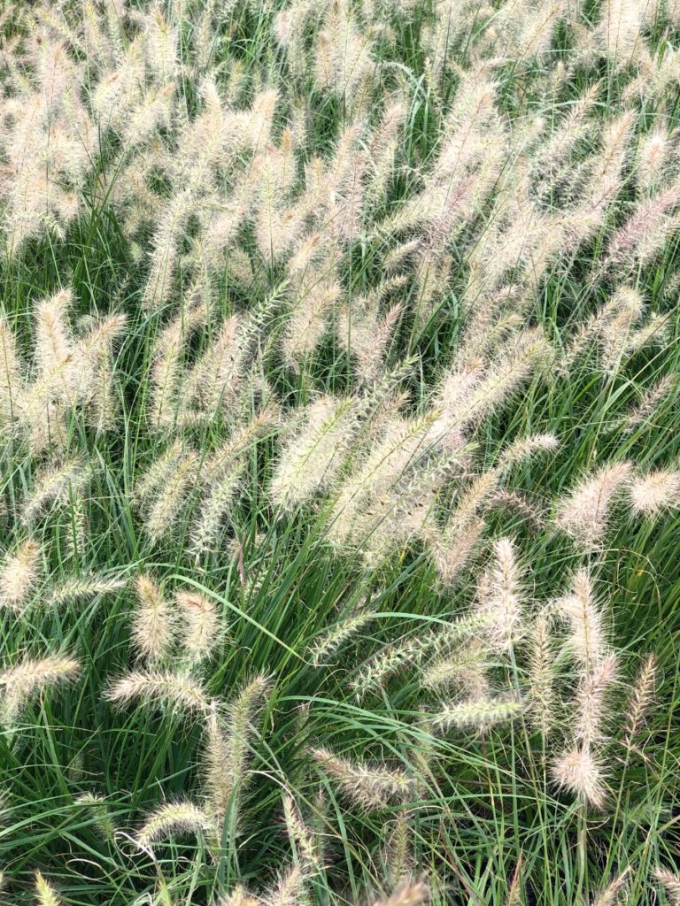Fountain Grass Dwarf Hameln - Stadler Nurseries