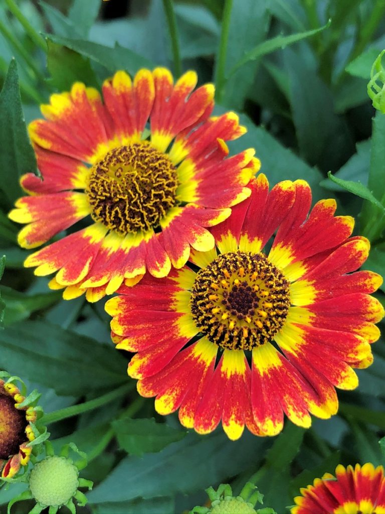 Helenium Mariachi™ Fuego - Stadler Nurseries