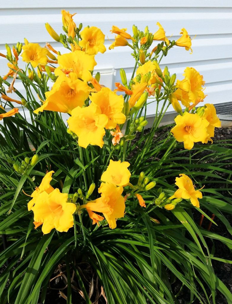Daylily Stella D'Oro - Stadler Nurseries