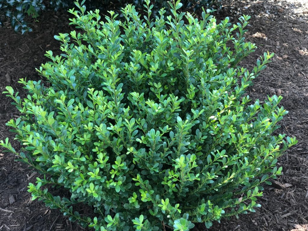 Holly Japanese Compacta - Stadler Nurseries