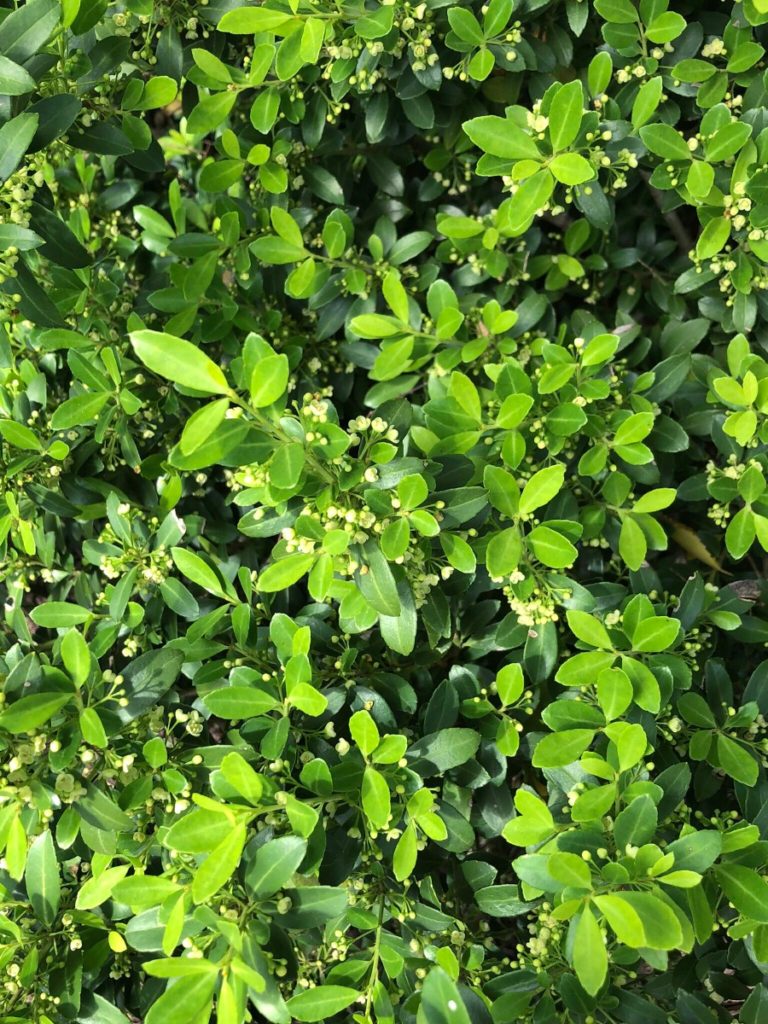 Holly Japanese Hoogendorn - Stadler Nurseries