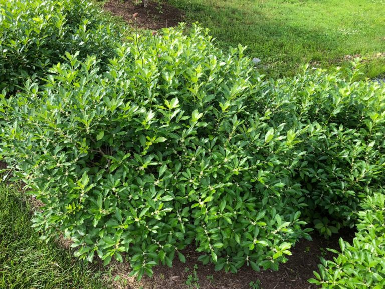 Holly Winterberry Red Sprite - Stadler Nurseries