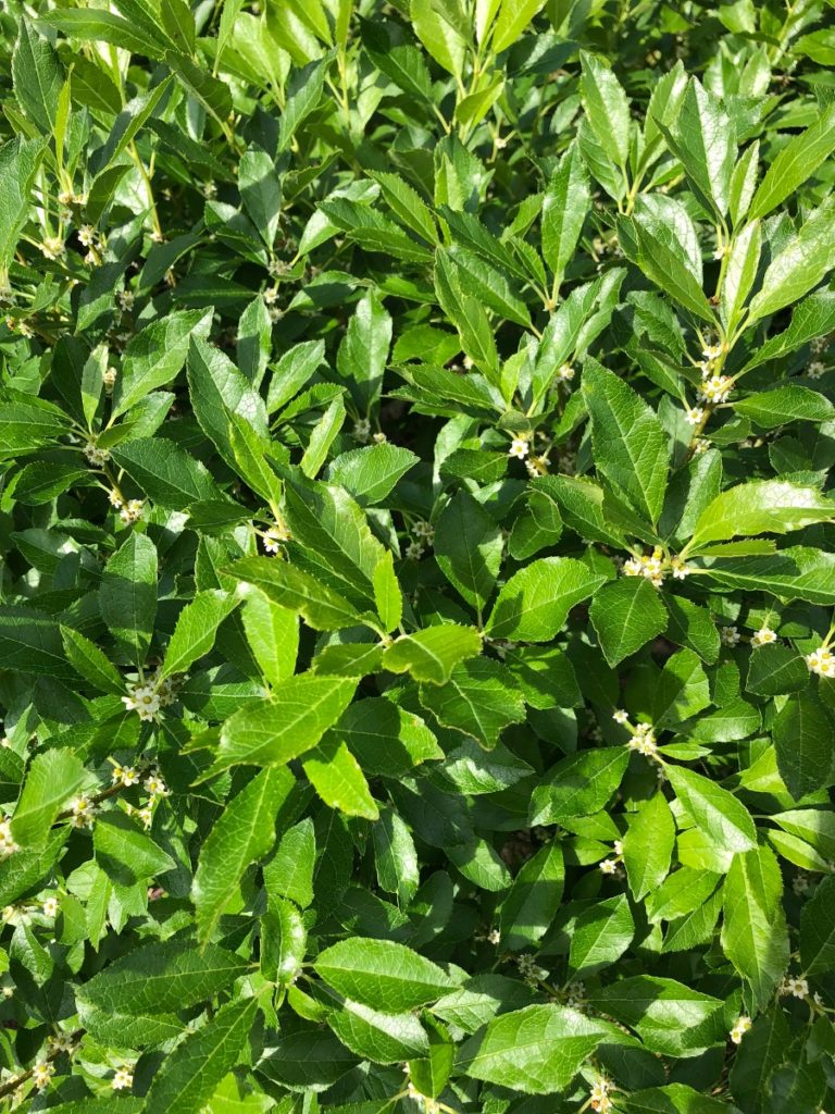 Holly Winterberry Red Sprite - Stadler Nurseries