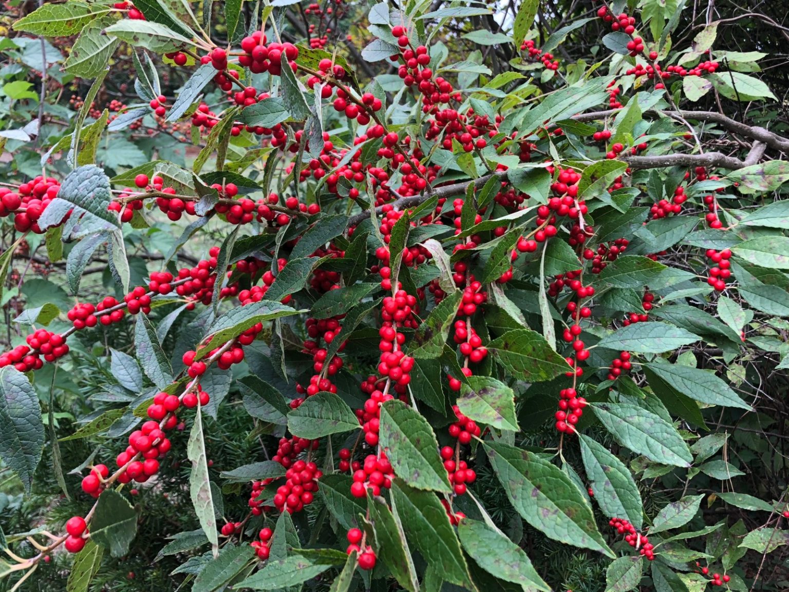 Buy Winterberry Holly Shrubs Online | Stadler Nurseries