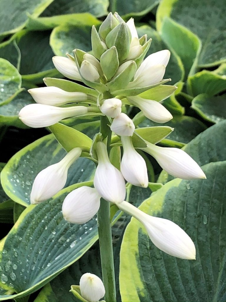Hosta Frances Williams - Stadler Nurseries